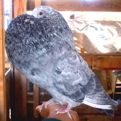 Gaditano Pouter Pigeon Pictures ~ ENCYCLOPEDIA OF PIGEON BREEDS