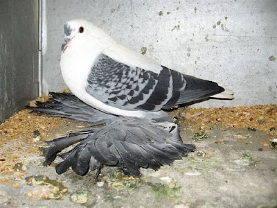 Silesian Swallow Pigeon Pictures ~ ENCYCLOPEDIA OF PIGEON BREEDS