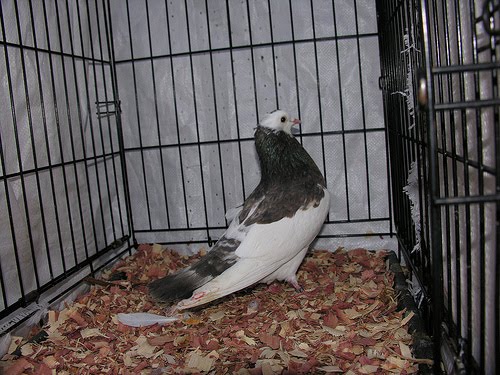 Bohemian Pouter Pigeon Pictures ~ ENCYCLOPEDIA OF PIGEON BREEDS