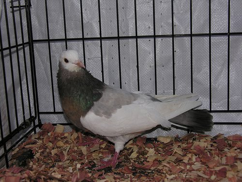 Bohemian Pouter Pigeon Pictures ~ ENCYCLOPEDIA OF PIGEON BREEDS