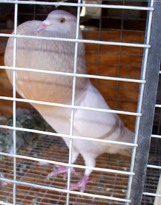 Horseman Thief Pouter Pigeon Pictures ~ ENCYCLOPEDIA OF PIGEON BREEDS