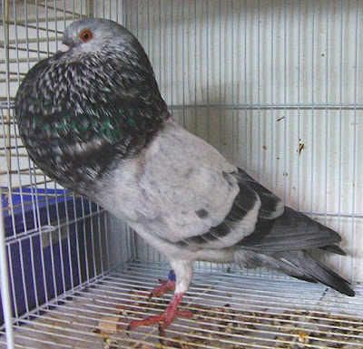 Horseman Thief Pouter Pigeon Pictures ~ ENCYCLOPEDIA OF PIGEON BREEDS