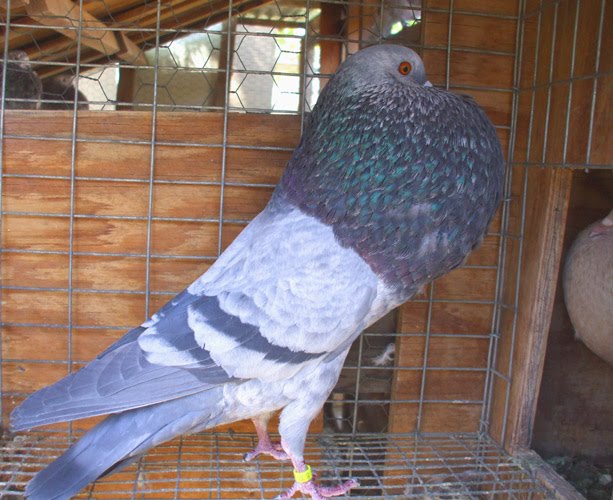 Horseman Thief Pouter Pigeon Pictures ~ ENCYCLOPEDIA OF PIGEON BREEDS