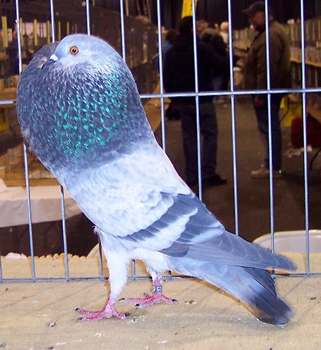 Horseman Thief Pouter Pigeon Pictures ~ ENCYCLOPEDIA OF PIGEON BREEDS