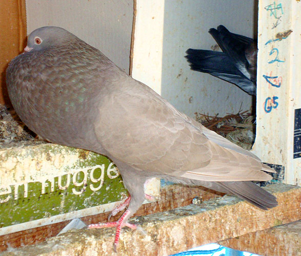 Horseman Thief Pouter Pigeon Pictures ~ ENCYCLOPEDIA OF PIGEON BREEDS