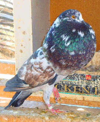 Horseman Thief Pouter Pigeon Pictures ~ ENCYCLOPEDIA OF PIGEON BREEDS