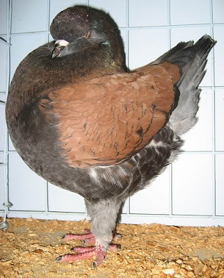 Schietti Modena Pigeon Pictures ~ ENCYCLOPEDIA OF PIGEON BREEDS