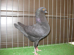 German Modena Pigeon Pictures ~ ENCYCLOPEDIA OF PIGEON BREEDS