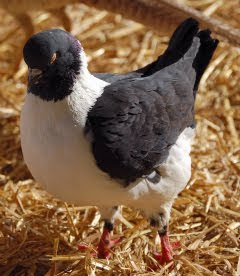 German Modena Pigeon Pictures ~ ENCYCLOPEDIA OF PIGEON BREEDS