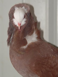 Old Dutch Capuchine Pigeon ~ ENCYCLOPEDIA OF PIGEON BREEDS