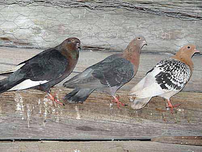 COMPLETE LIST OF PIGEON BREEDS