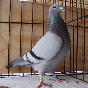 Van Loon - Racing Pigeon ~ ENCYCLOPEDIA OF PIGEON BREEDS