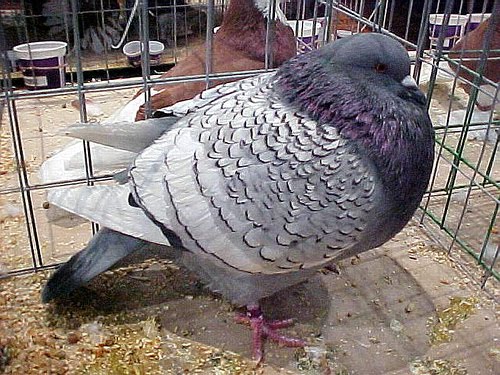 Polish Lynx Pigeon ~ ENCYCLOPEDIA OF PIGEON BREEDS