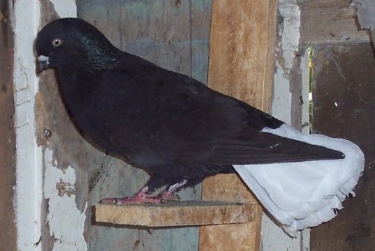 Syrian Fantail Pigeon ~ ENCYCLOPEDIA OF PIGEON BREEDS