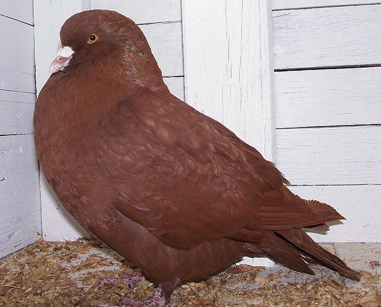 Carneau Pigeon ~ ENCYCLOPEDIA OF PIGEON BREEDS