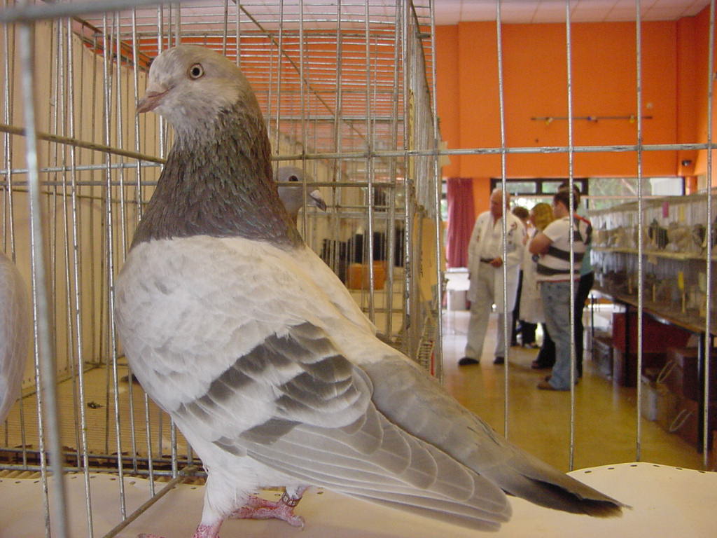 Exhibition Flying Show Tippler Pigeon ~ ENCYCLOPEDIA OF PIGEON BREEDS