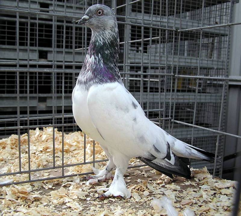 Budapest Highflyer Pigeon ~ ENCYCLOPEDIA OF PIGEON BREEDS