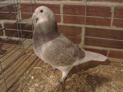 Racing Homer Pigeon ~ ENCYCLOPEDIA OF PIGEON BREEDS