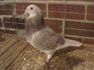 Racing Homer Pigeon ~ ENCYCLOPEDIA OF PIGEON BREEDS