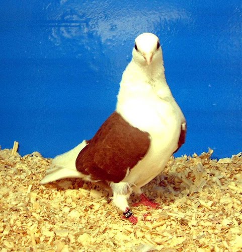 Aachen Lacquer Shield Owl Pigeon ~ ENCYCLOPEDIA OF PIGEON BREEDS