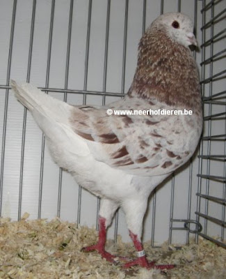 Magnani Modena Pigeon ~ ENCYCLOPEDIA OF PIGEON BREEDS