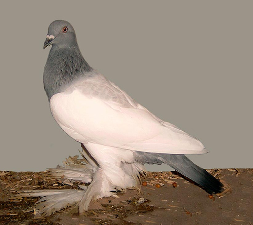 Berlin Long Faced Muffed Tumbler Pigeon ~ ENCYCLOPEDIA OF PIGEON BREEDS
