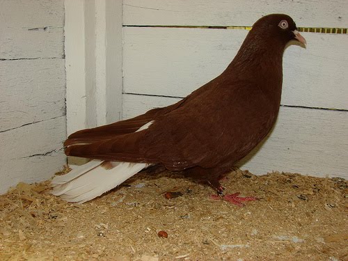 Donek Turkish Tumbler Pigeon ~ ENCYCLOPEDIA OF PIGEON BREEDS