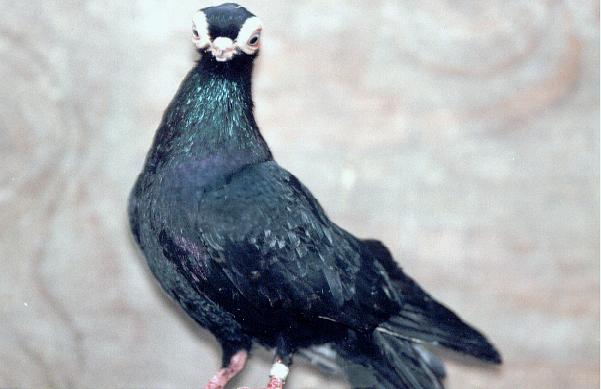 Istanbul Bango Turkish Tumbler Pigeon ~ ENCYCLOPEDIA OF PIGEON BREEDS