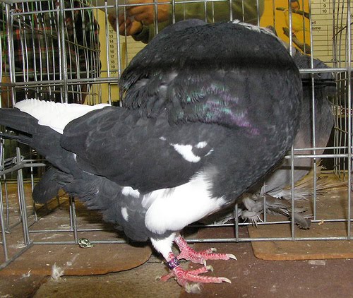 Holle Cropper Pigeon Pictures ~ ENCYCLOPEDIA OF PIGEON BREEDS