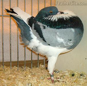 Holle Cropper Pigeon Pictures ~ ENCYCLOPEDIA OF PIGEON BREEDS