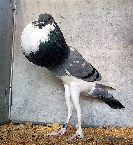 Pigmy Pouter Pigeon Pictures ~ ENCYCLOPEDIA OF PIGEON BREEDS