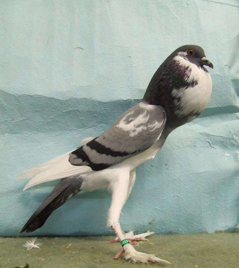 Pigmy Pouter Pigeon Pictures ~ ENCYCLOPEDIA OF PIGEON BREEDS