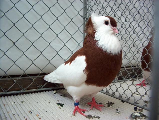Komorner Tumbler Pigeon Pictures | Felegyhazer Tumbler Pigeon Pictures ...