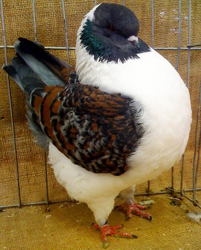 Gazzi Modena Pigeon Pictures ~ ENCYCLOPEDIA OF PIGEON BREEDS