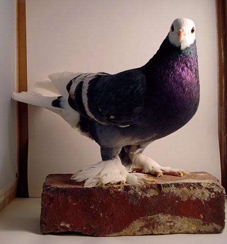Saxon Monk Pigeon Pictures ~ ENCYCLOPEDIA OF PIGEON BREEDS
