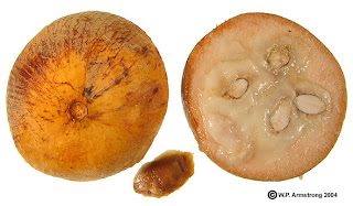 FRUIT: TYPES, RECIPES & BENEFITS: Sandoricum Koetjape (kecapi)