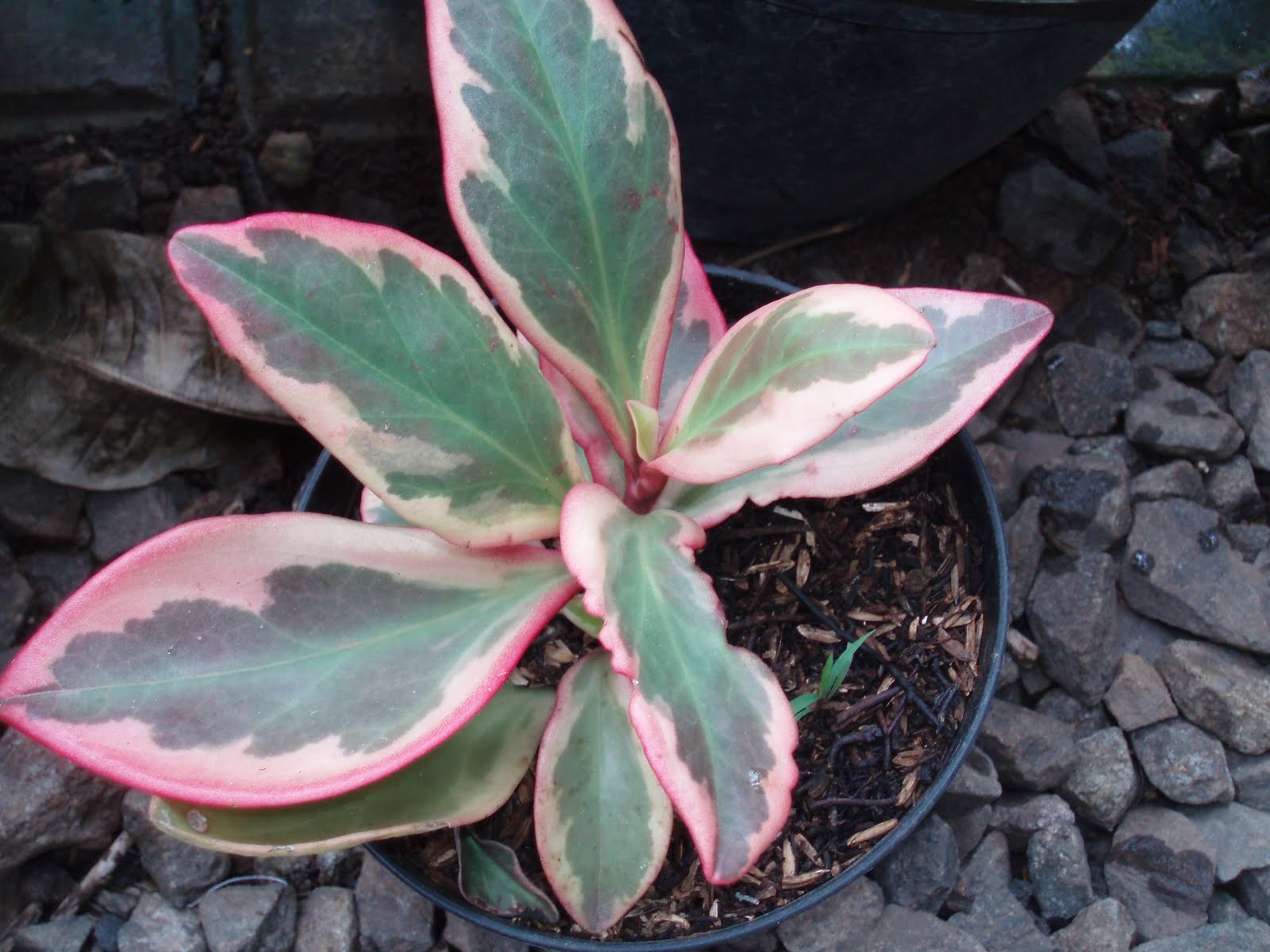 Plants: Peperomia clusiifolia variegata