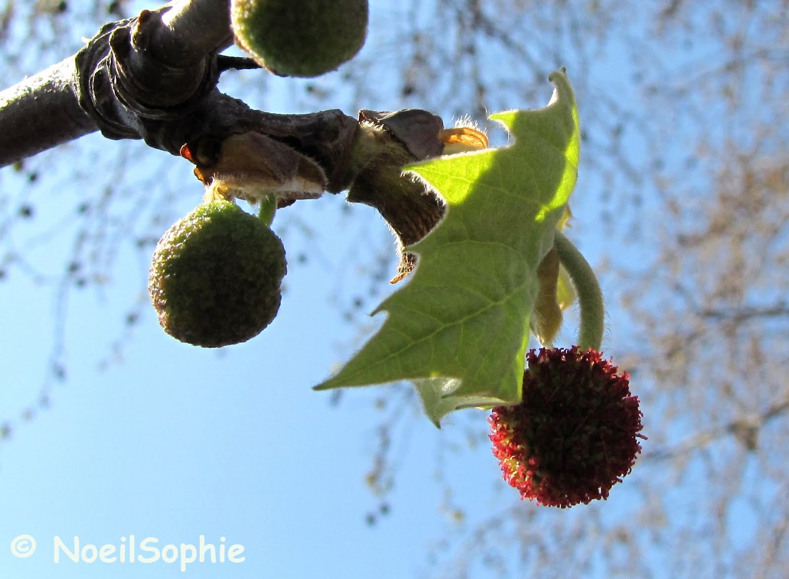 Le n'oeil de Sophie: Fleurs de platane