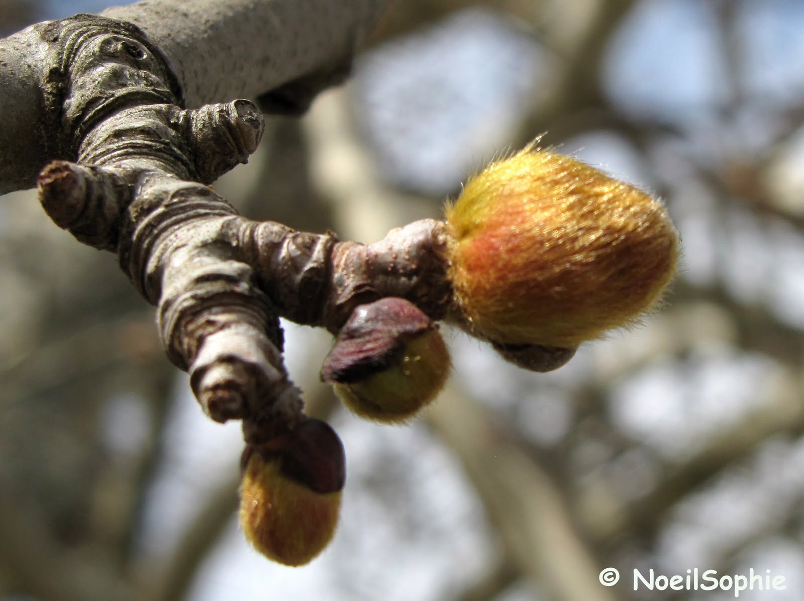 Le n'oeil de Sophie: Fleurs de platane