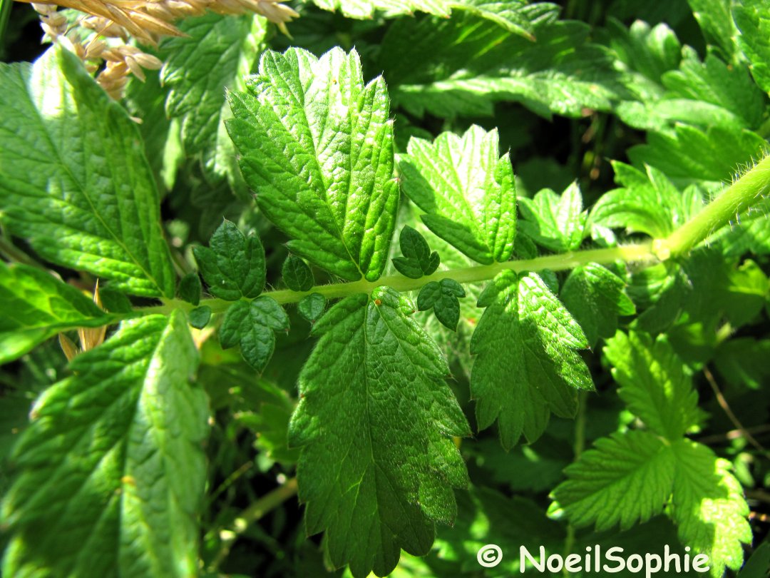 Le n'oeil de Sophie: 2010