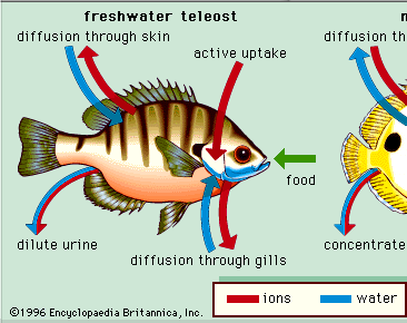 Lucys Blog: Osmoregulation of Freshwater Fish