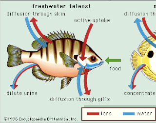 Lucys Blog: Osmoregulation of Freshwater Fish