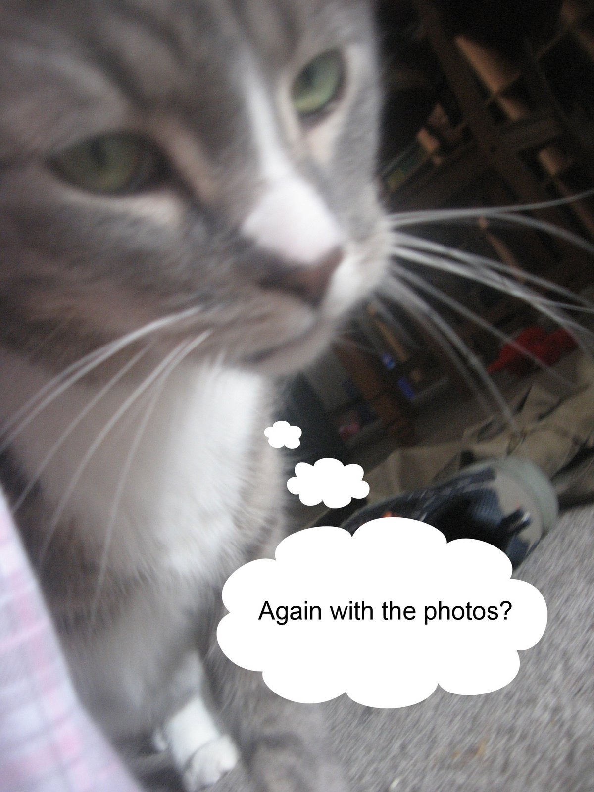 Knituition: ugh..a cat post