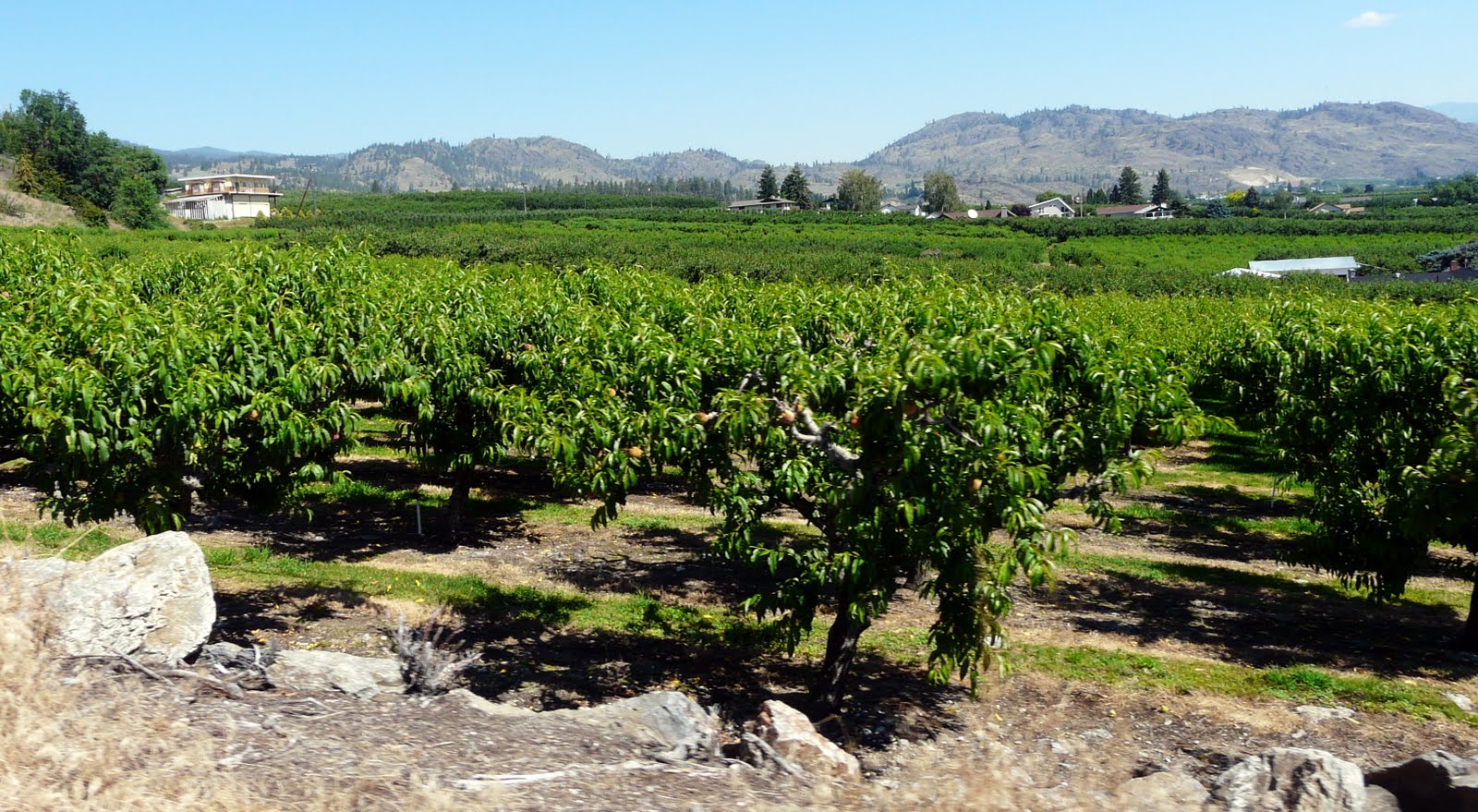 searching for Art in life: on to Oliver, BC