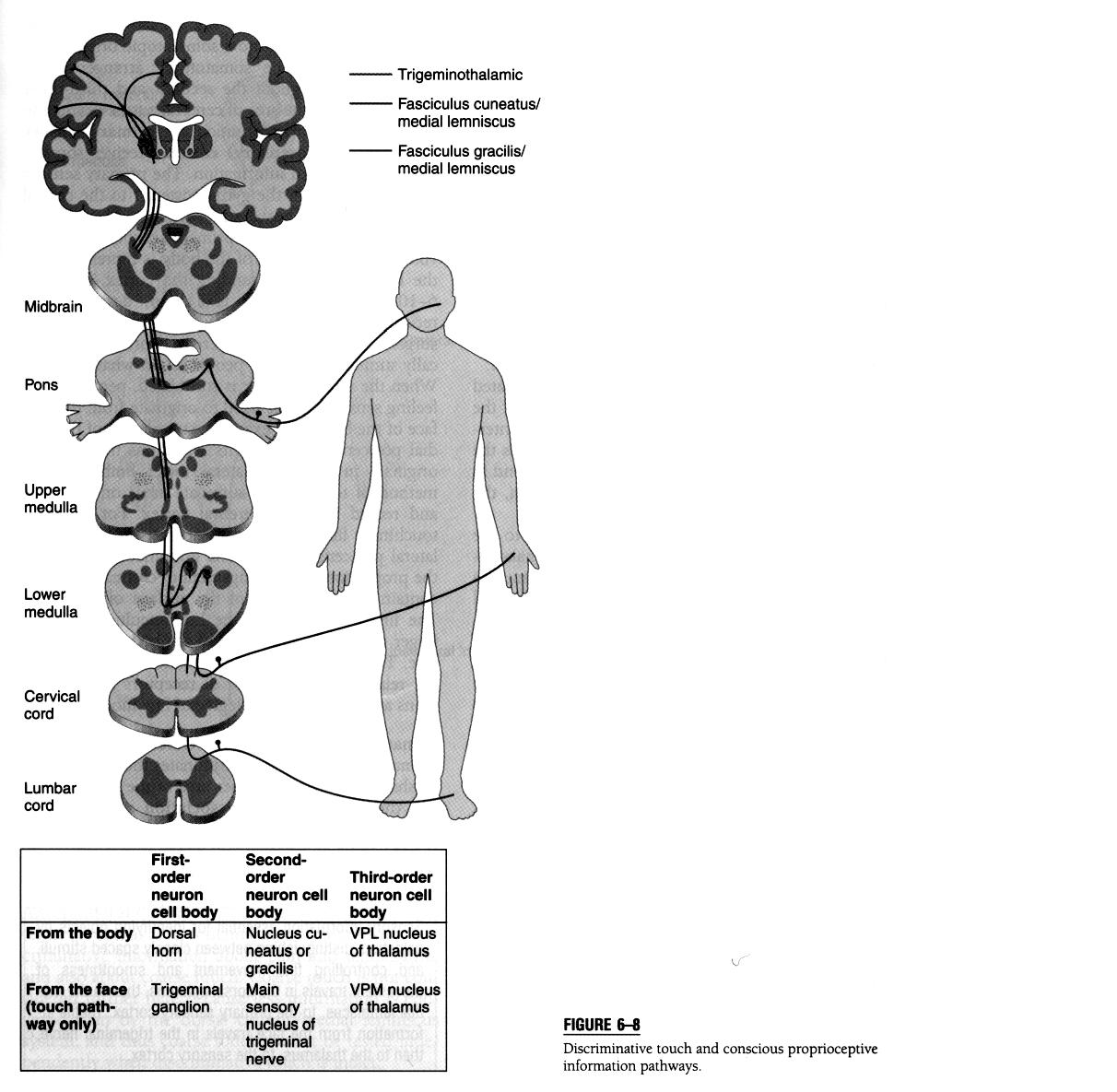 Neurorehabilitacion. FTN. Pablo Cesar Campos DIaz: ANATOMOFISIOLOGIA ...