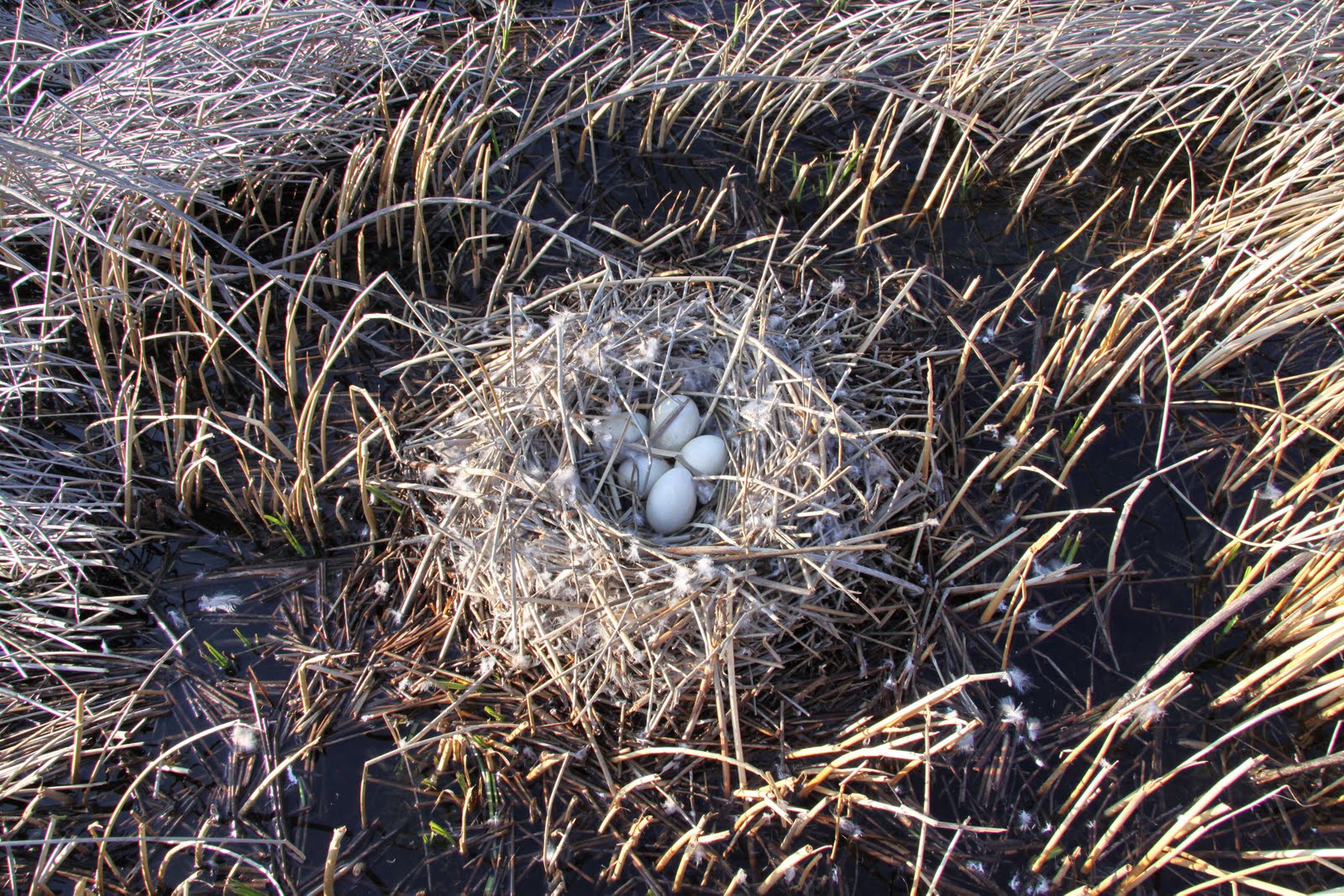 Akayo'kaki A'pawaawahkaa: New Marsh Nest