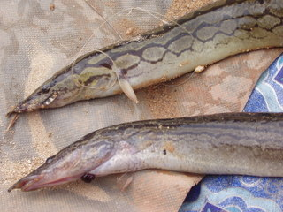 Penunggu Kail: February 2011