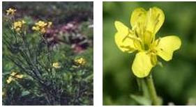 SimphoNy...: Tanaman hiperakumulator?