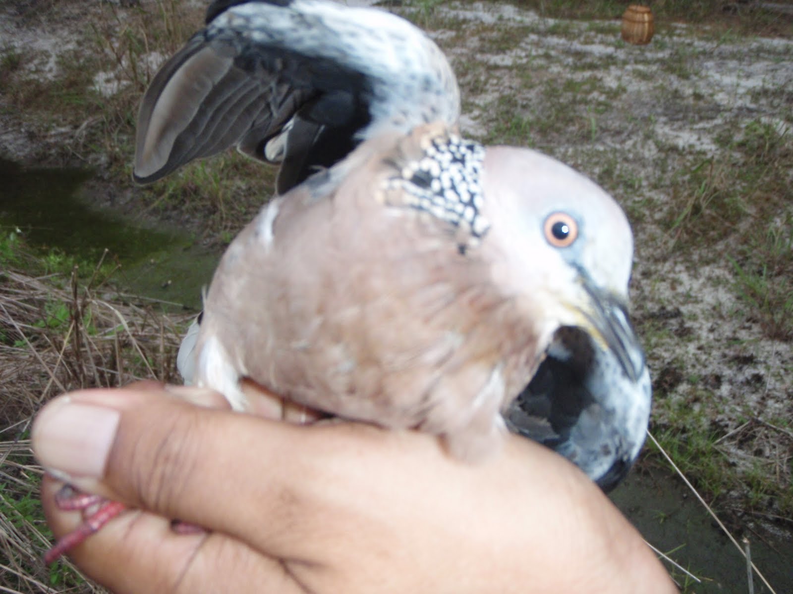 ZAT-TERKUKURPANTAI: pikat kelicap mula beraksi..