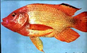 Jendela Hewan: Budidaya Ikan Nila Merah